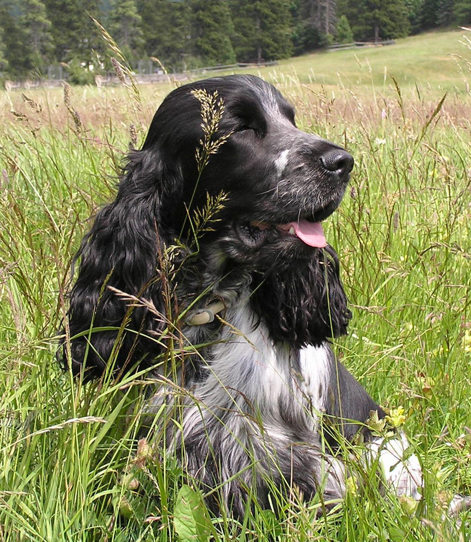 myCocker | FLOYD English Cocker Spaniel blauschimmel
